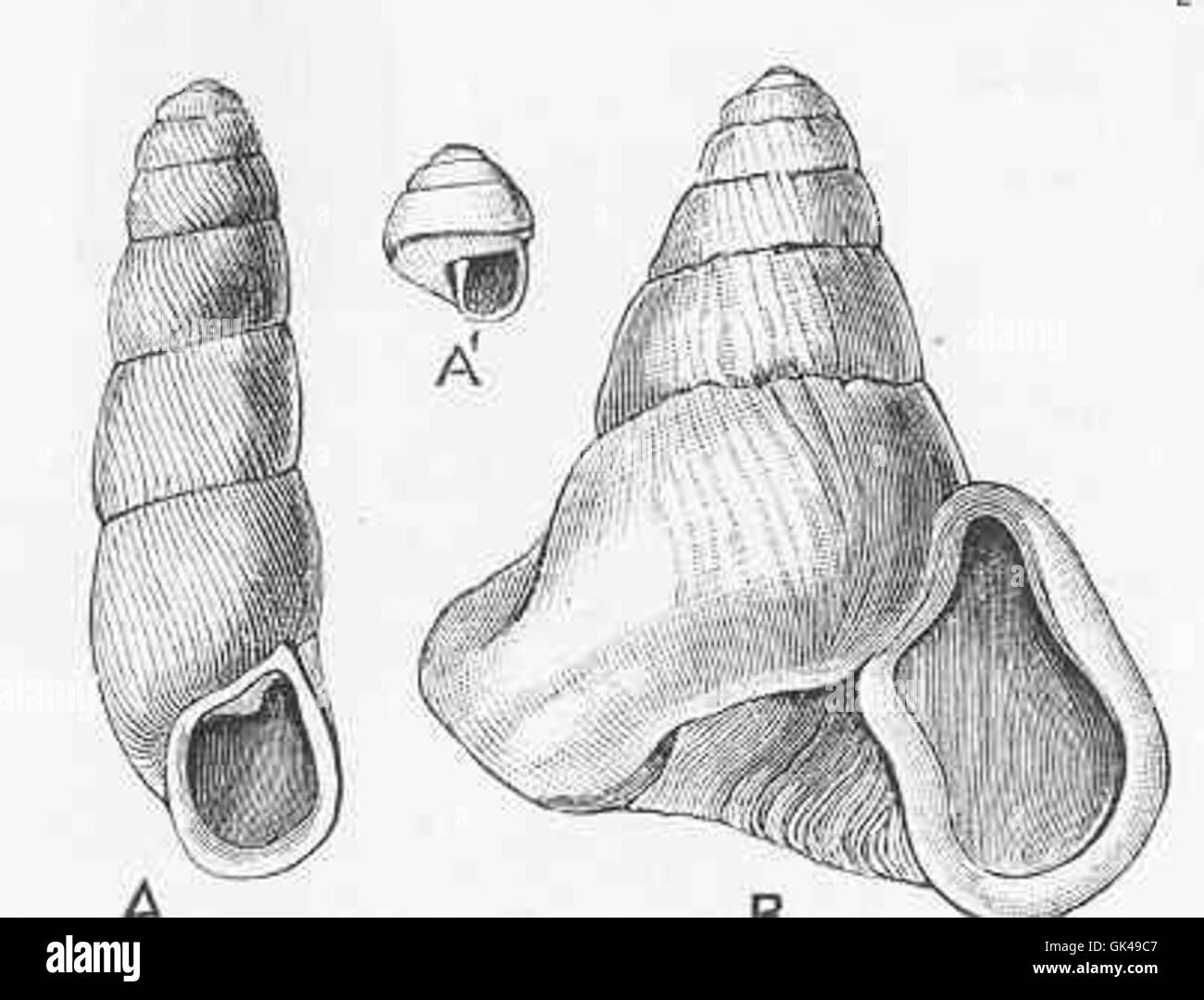 Ennea Black and White Stock Photos & Images - Alamy Ennea Black and White Stock Photos & Images - Alamy