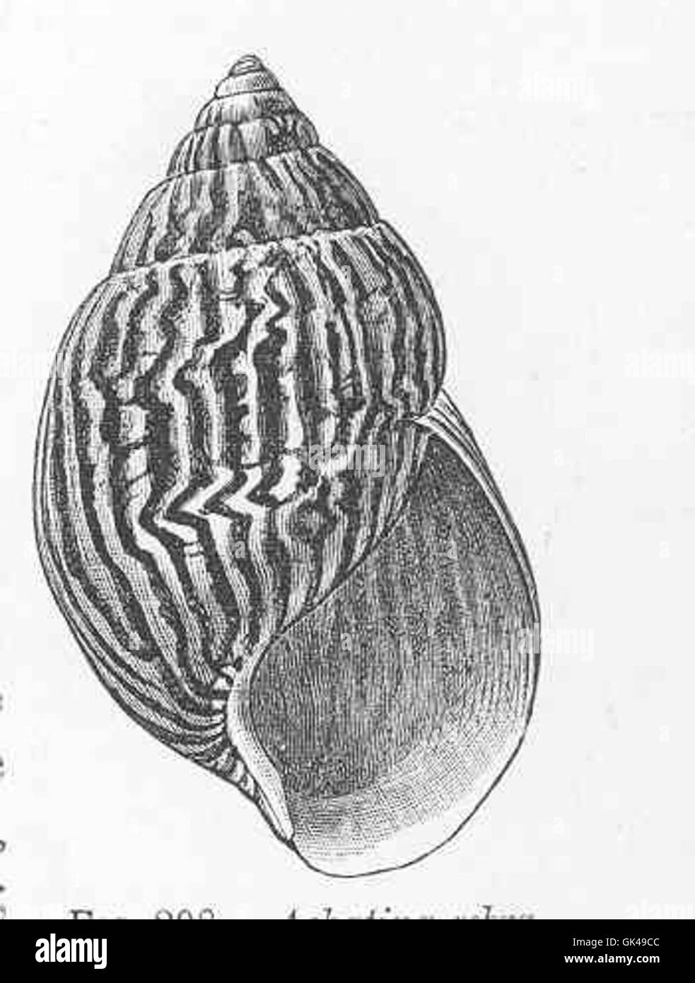 Achatina zebra Lam, a species of large land snail native to South ...
