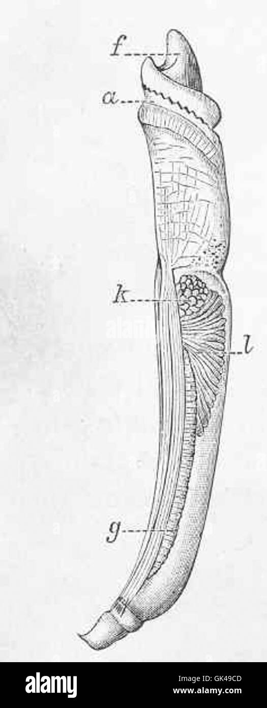 Dentalium hi-res stock photography and images - Alamy