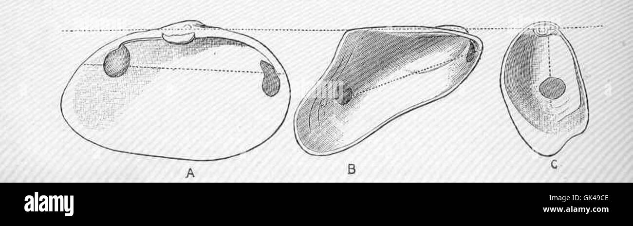 This study illustrates how the position and size of adductor muscles ...