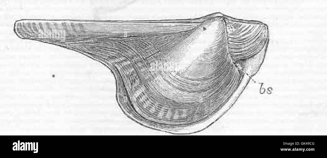 Avicula hi-res stock photography and images - Alamy