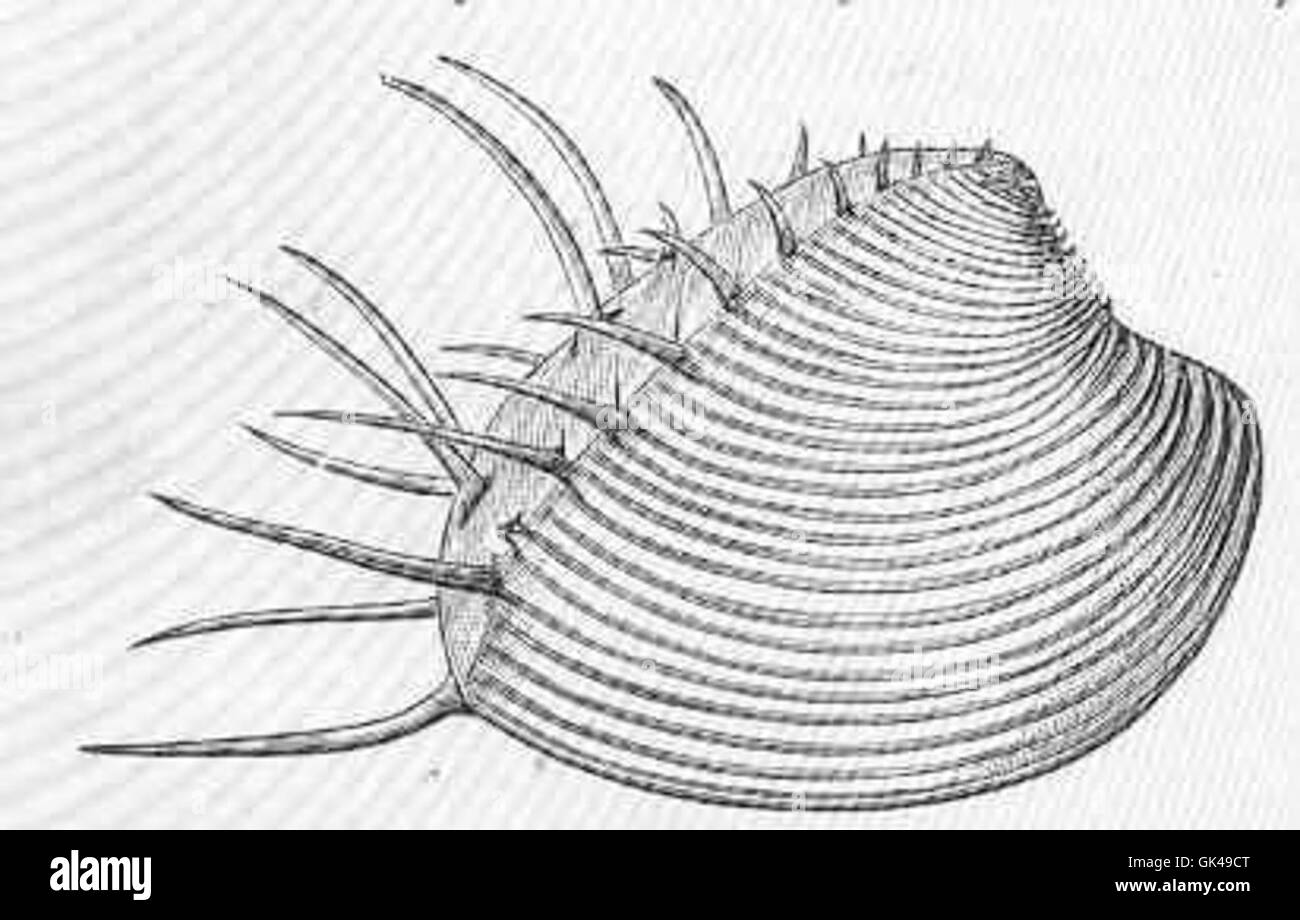 Species of bivalve mollusk hi-res stock photography and images - Alamy