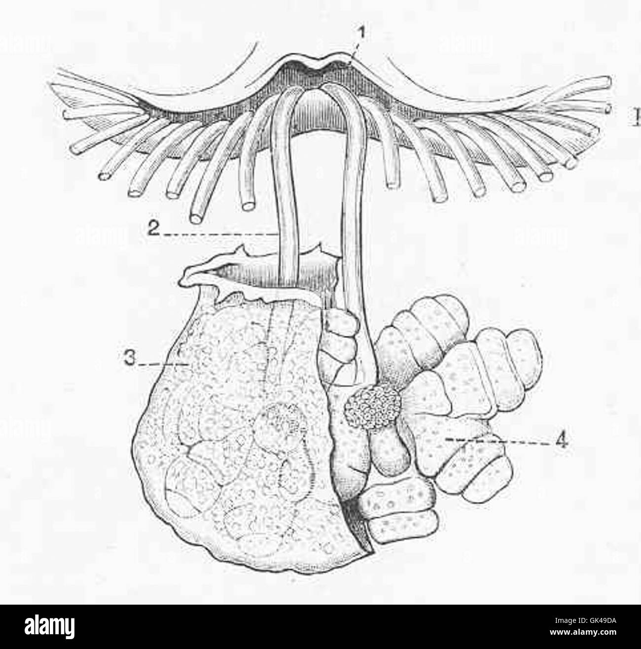 The brood-pouch of Thecidium mediterraneum, a marine organism, is shown ...