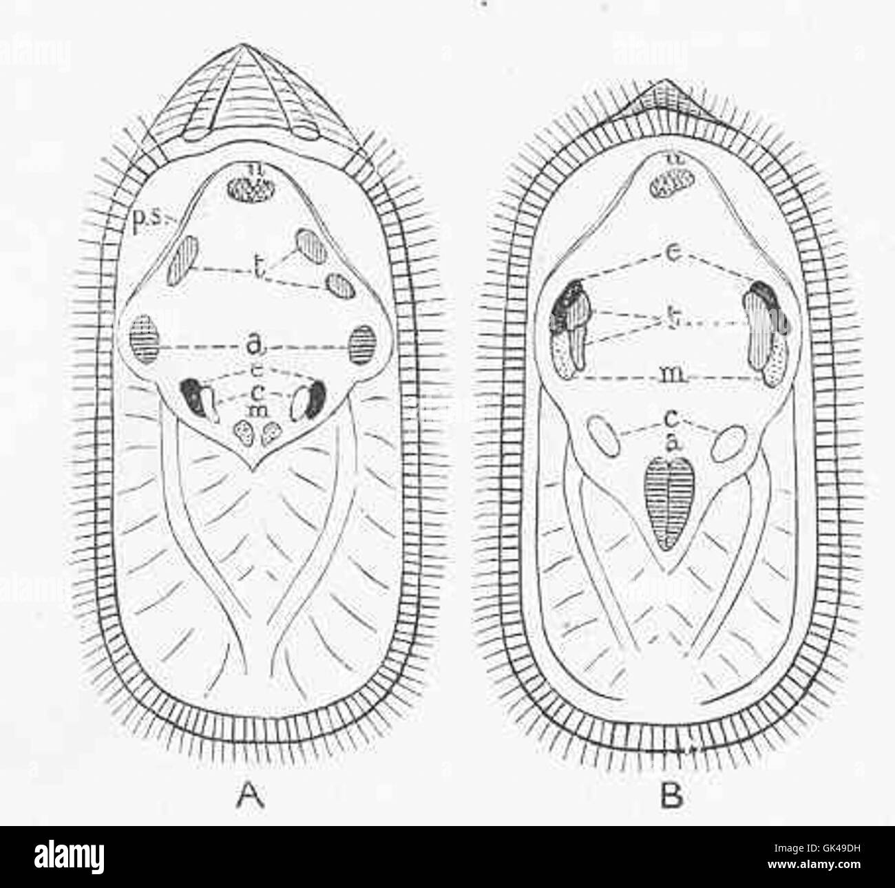 An illustration showing the muscle scars of Lingula anatina, a species ...