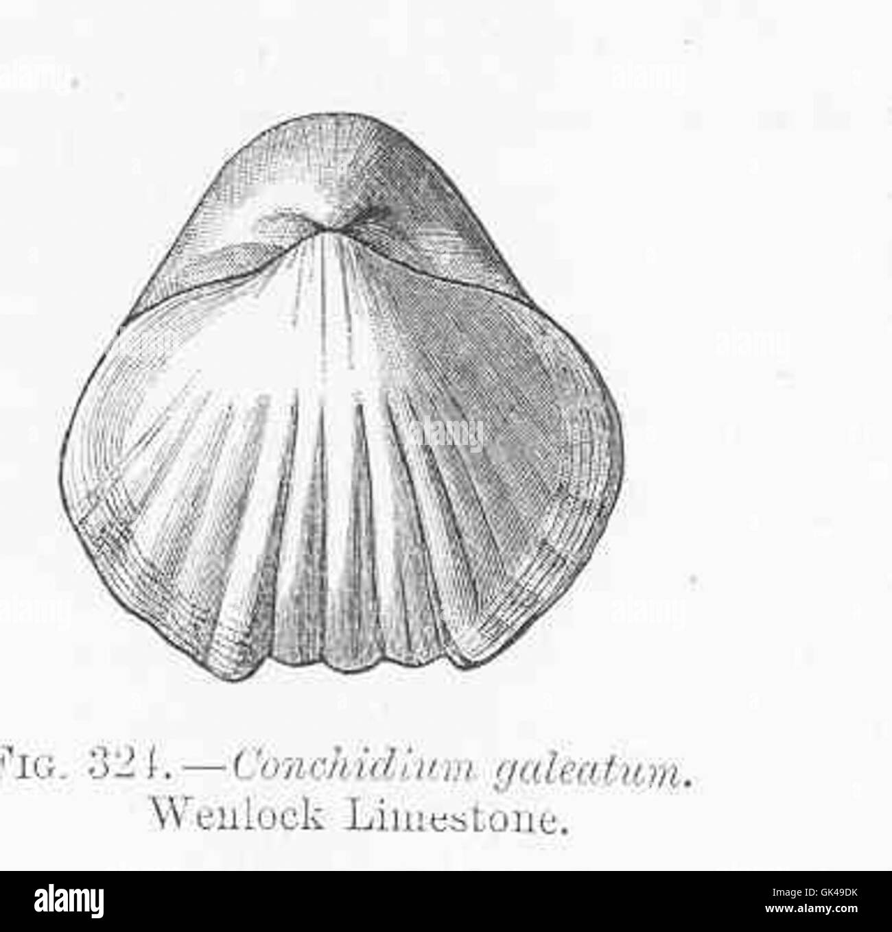 Bivalve fossils Black and White Stock Photos & Images - Alamy
