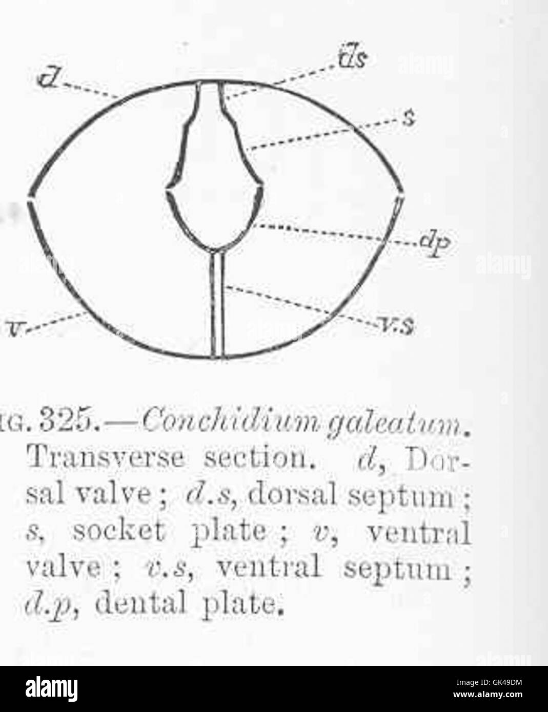 Conchidium galeatum is a species of bryozoan, and the transverse ...