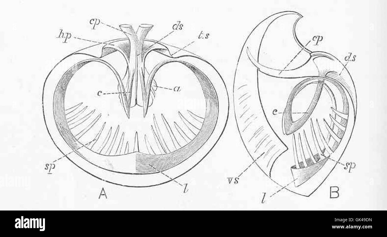 Stringocephalus burtini is a genus of extinct brachiopods from the ...
