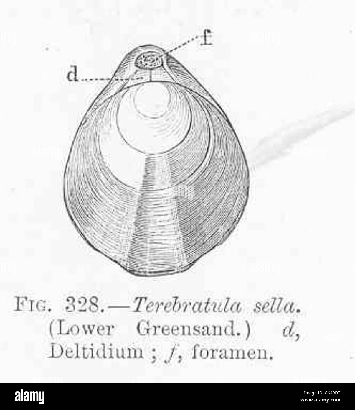 Terebratula hi-res stock photography and images - Alamy