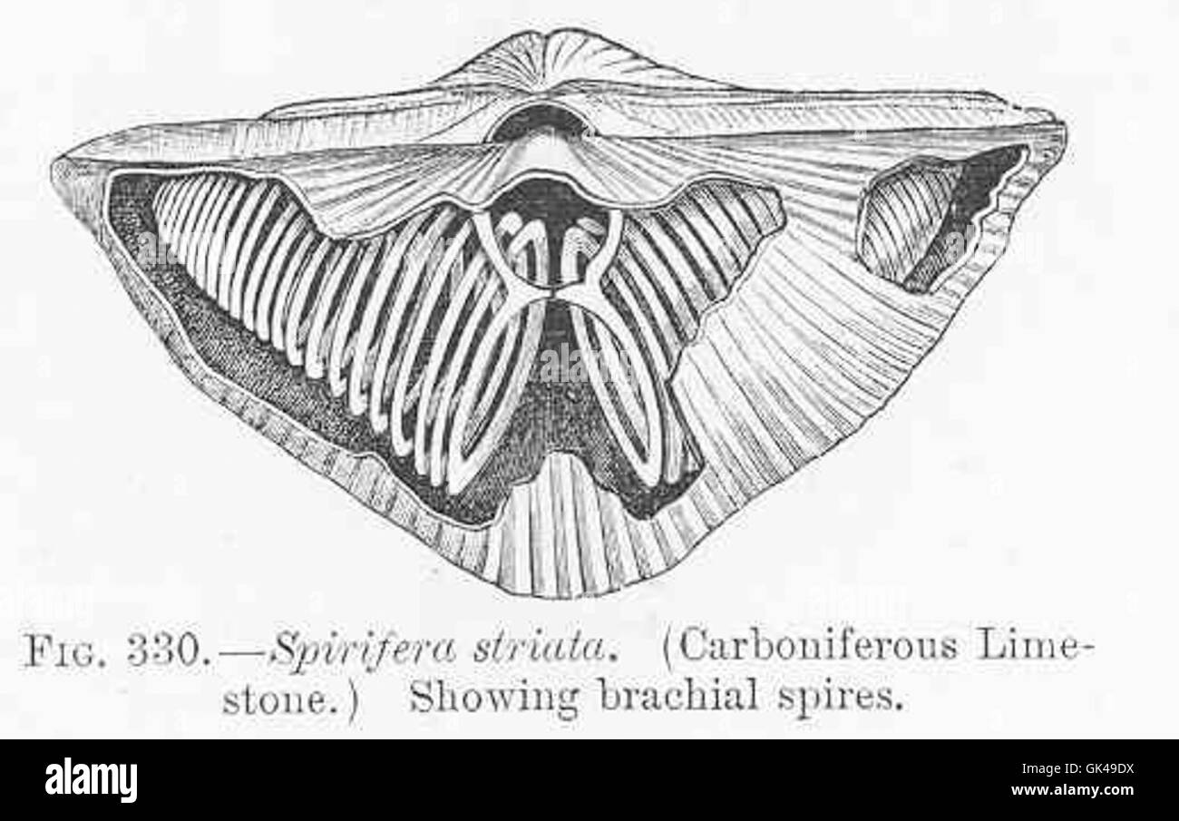 48839 Spirifera striata (Carbinoferous Limestone) Showing brachial ...