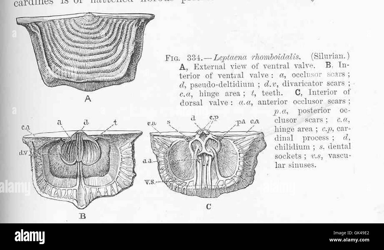 Leptaena rhomboidalis is an extinct species of brachiopod that lived ...