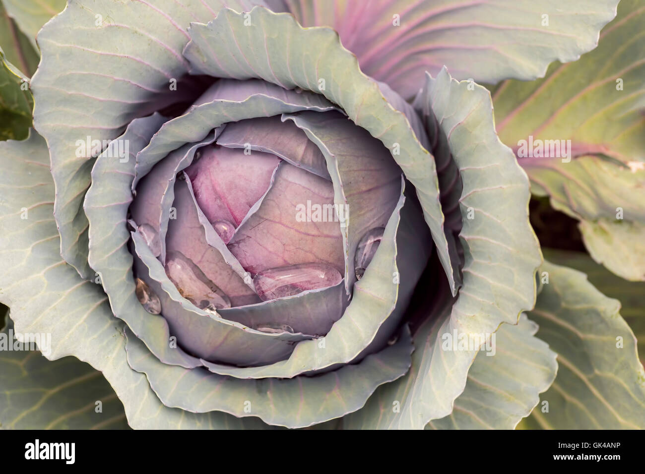 Red cabbage plant hi-res stock photography and images - Alamy