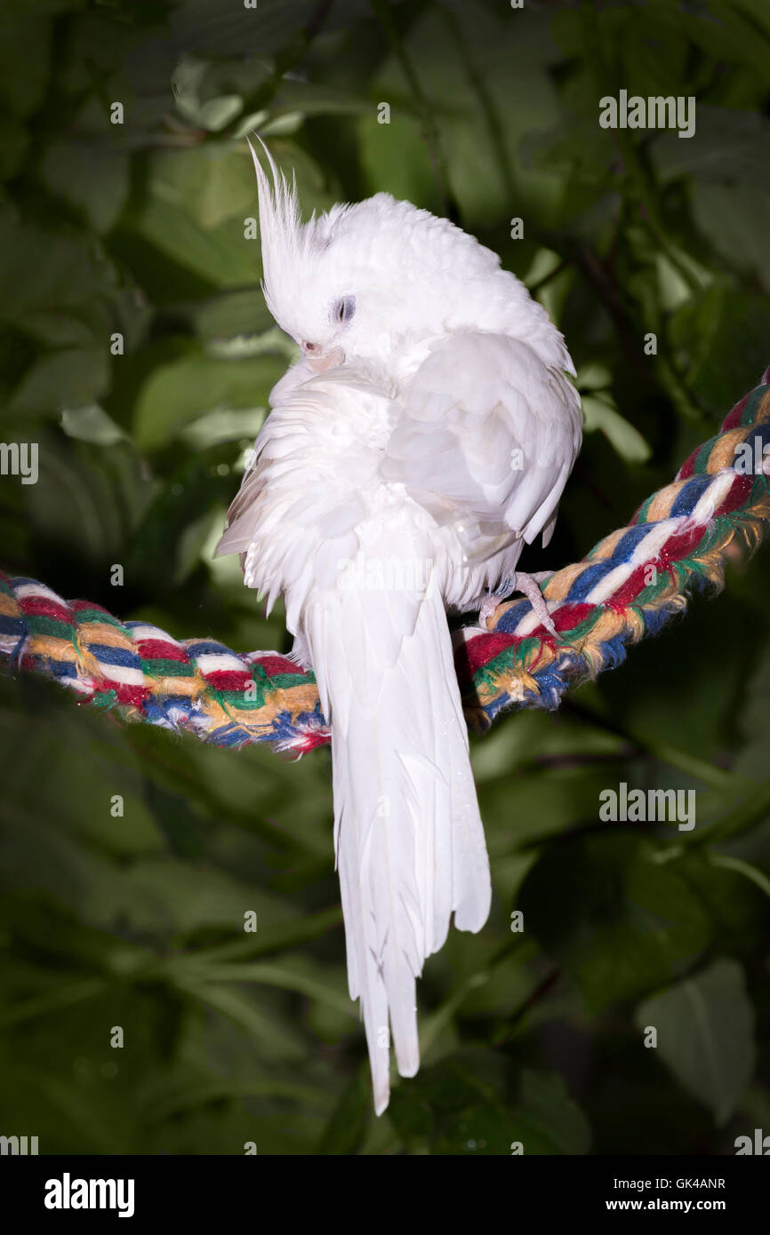 Australian White Cocktail Parrot