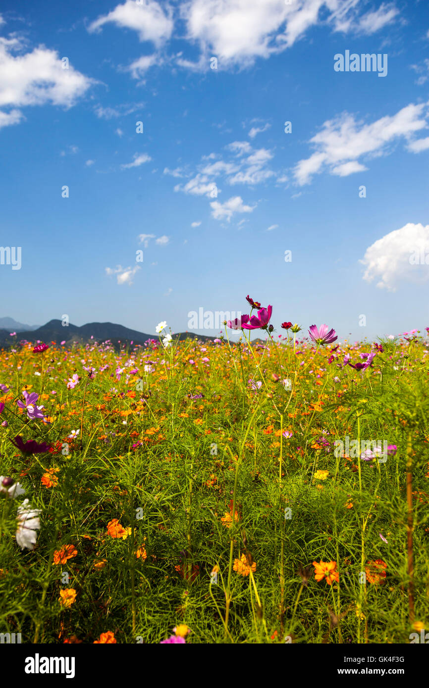 Colorful sun flowers Stock Photo - Alamy