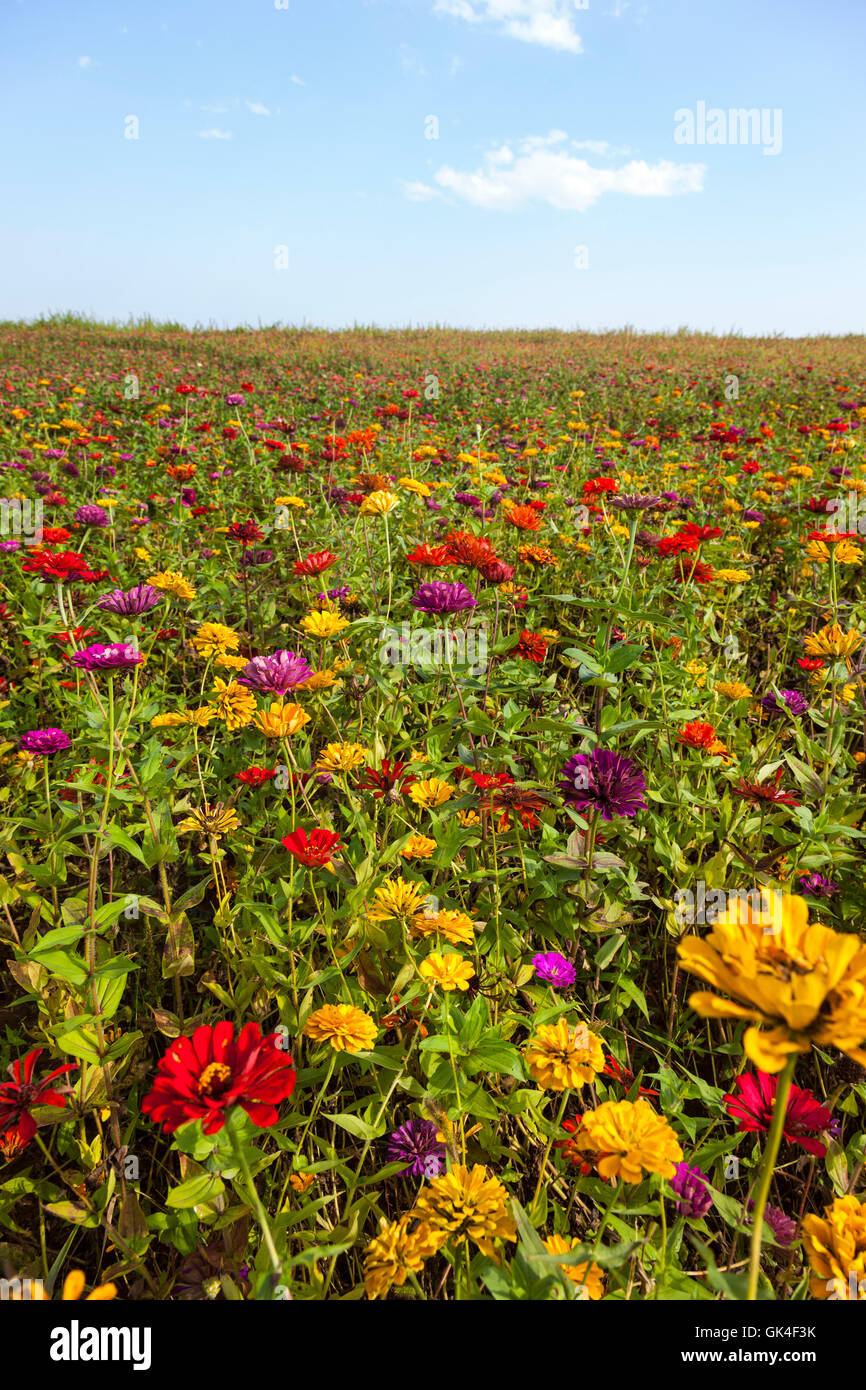Colorful sun flowers Stock Photo - Alamy