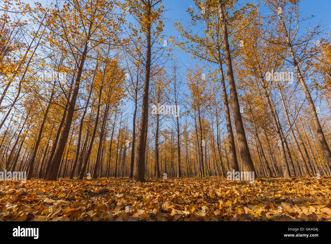 Autumn Ginkgo trees Stock Photo - Alamy