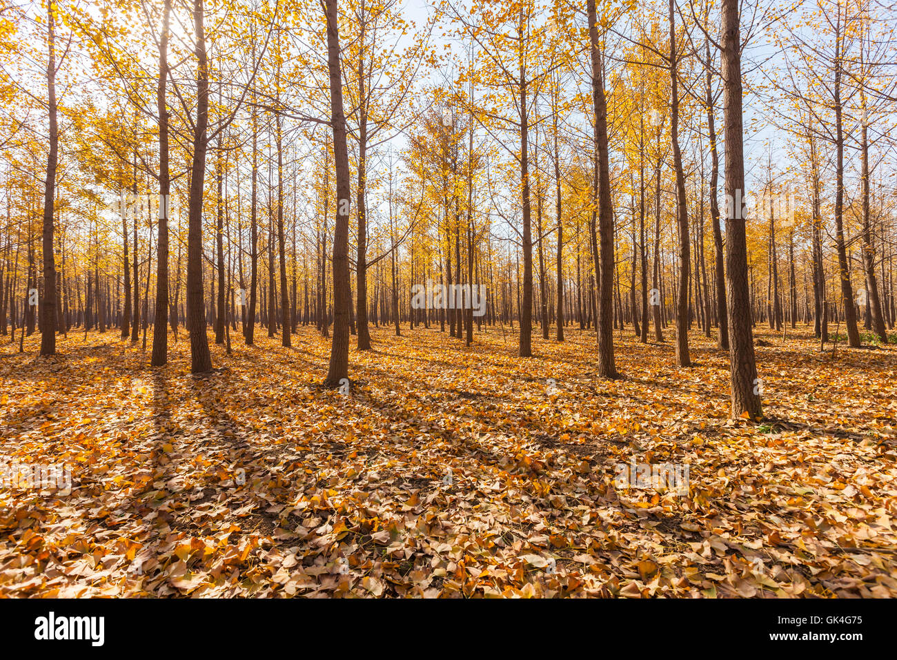 Autumn Ginkgo trees Stock Photo - Alamy