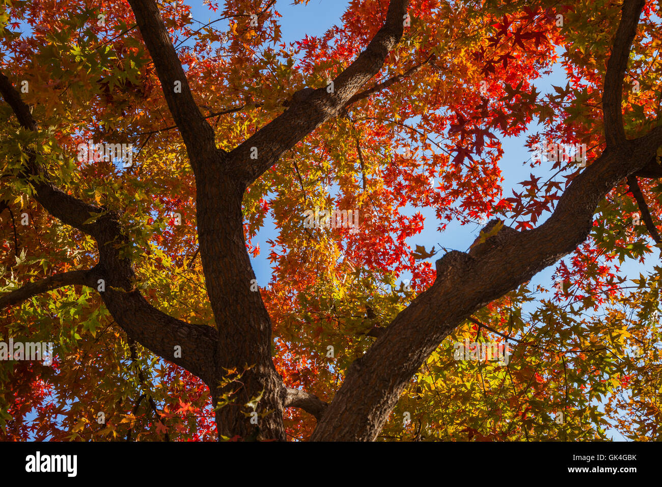 Autumn color beijing tourism hi-res stock photography and images - Alamy