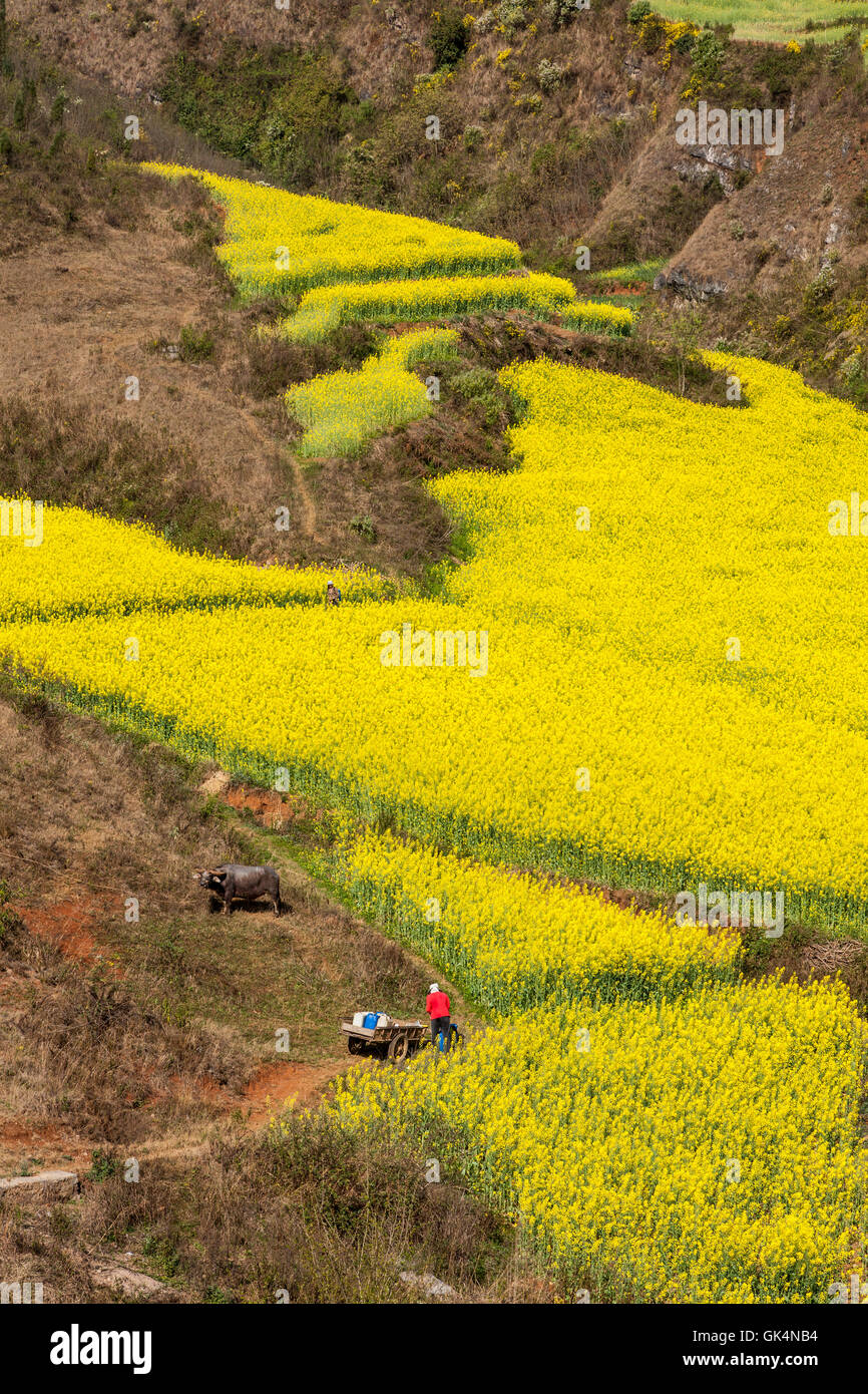 Luoping canola flower Stock Photo - Alamy