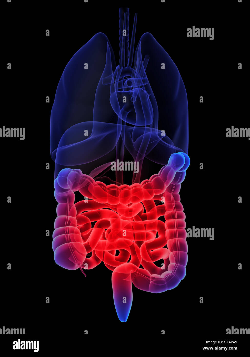 health human human being Stock Photo - Alamy