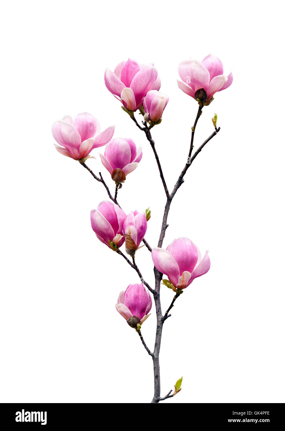 single isolated flora Stock Photo - Alamy