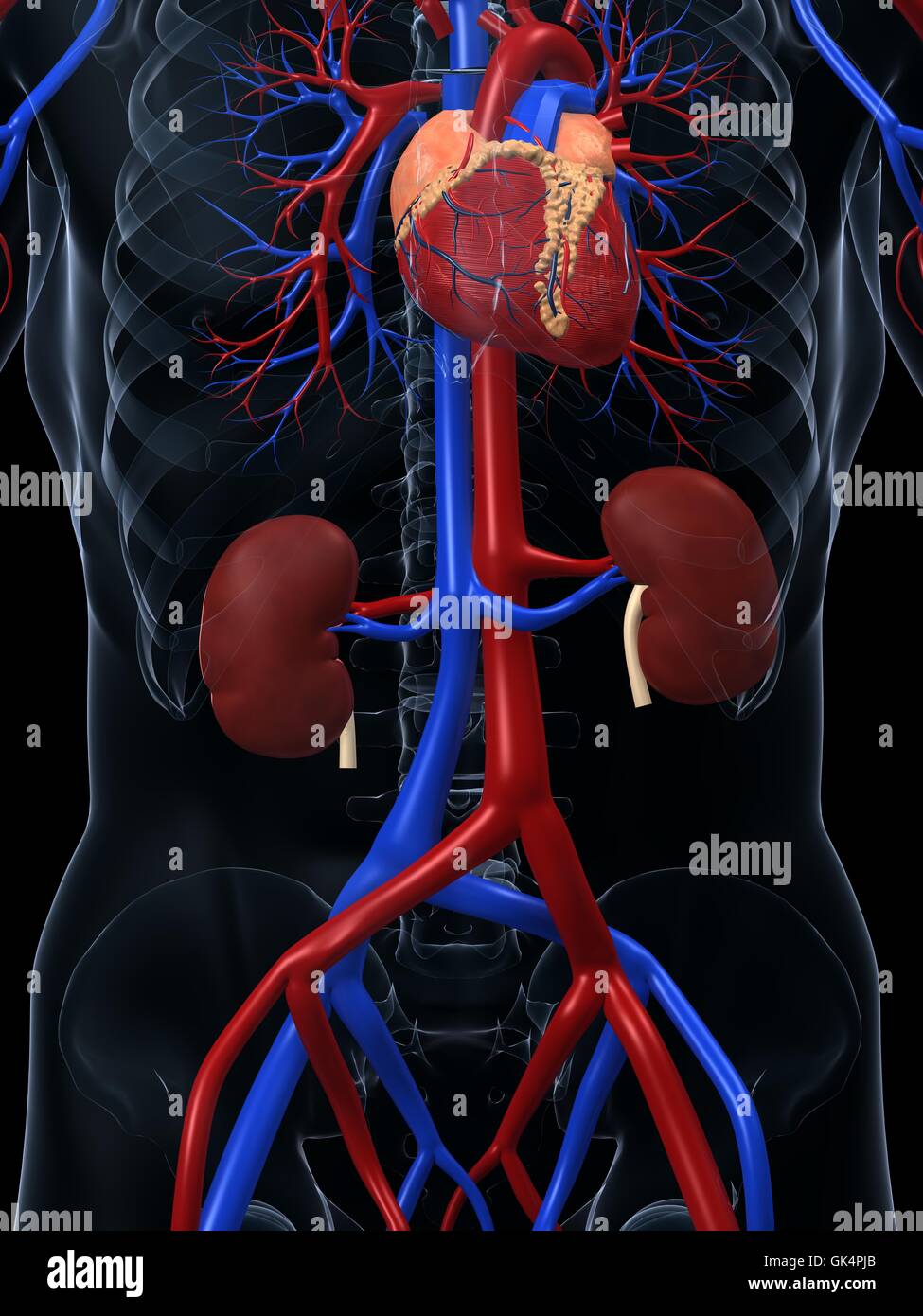 Kidney body human xray hi-res stock photography and images - Alamy