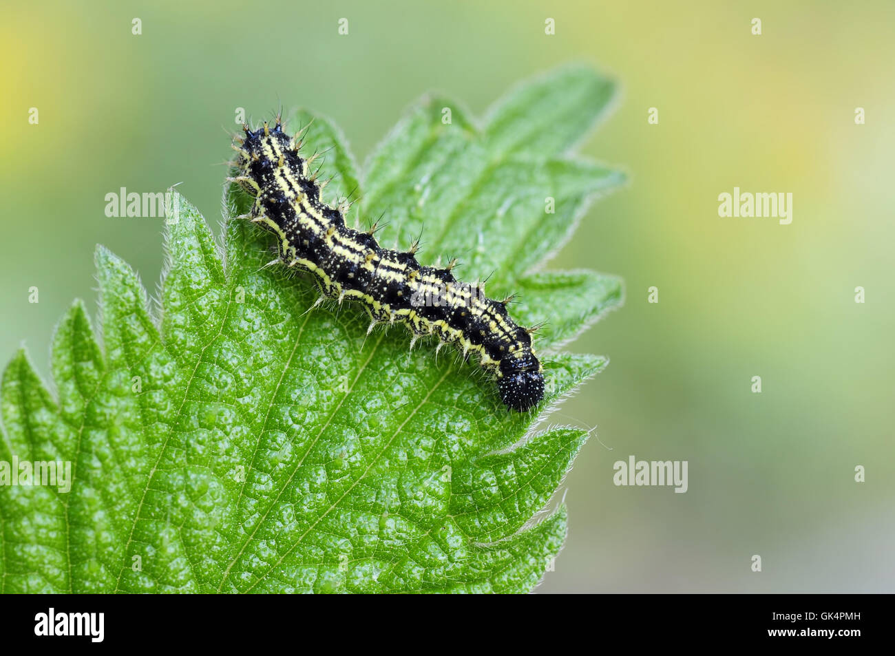 Smaller caterpillar hi-res stock photography and images - Alamy
