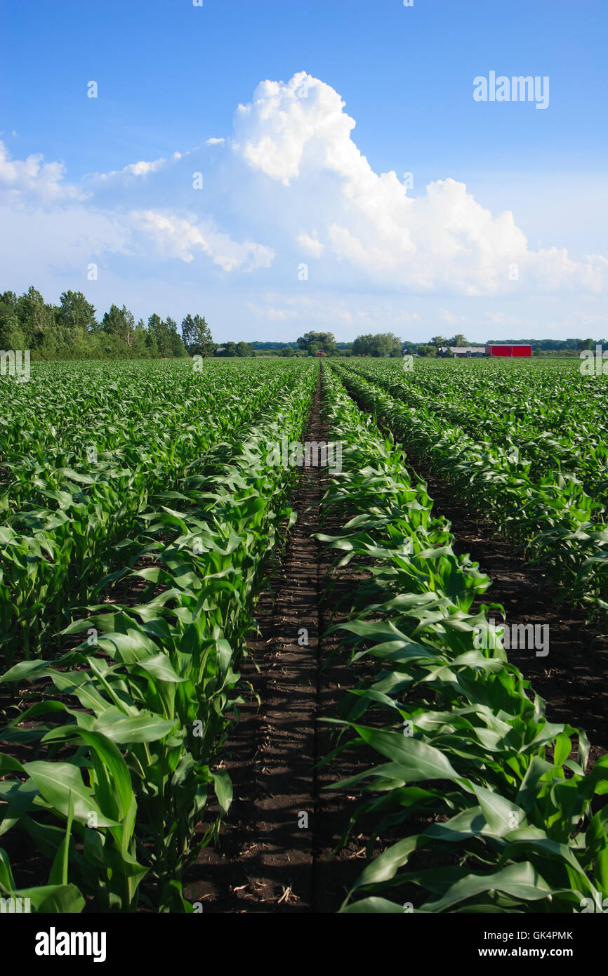agriculture farming field Stock Photo - Alamy