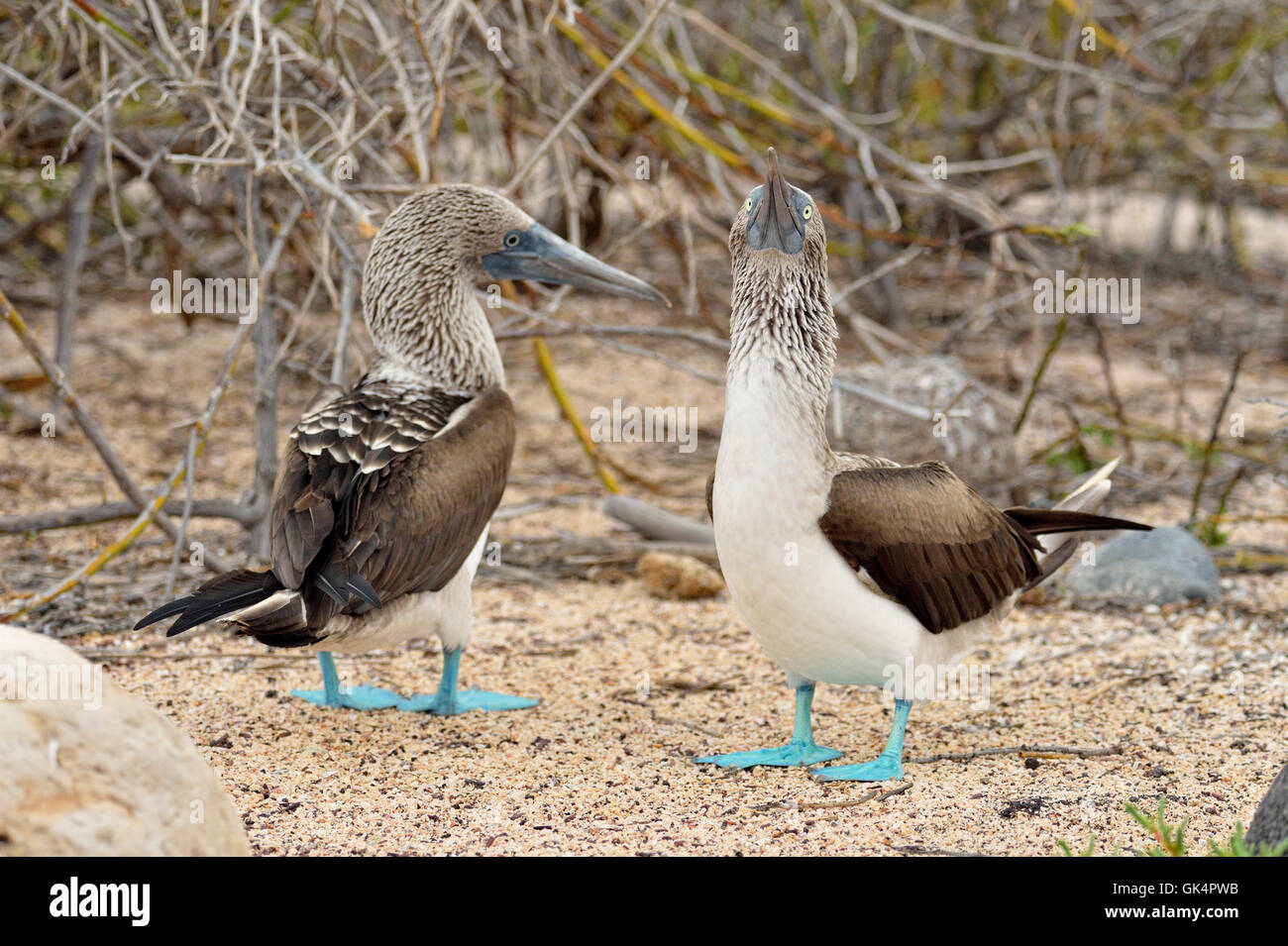 Blue-footed Booby (Sula nebouxii) courting courtship rituals, Galapagos ...