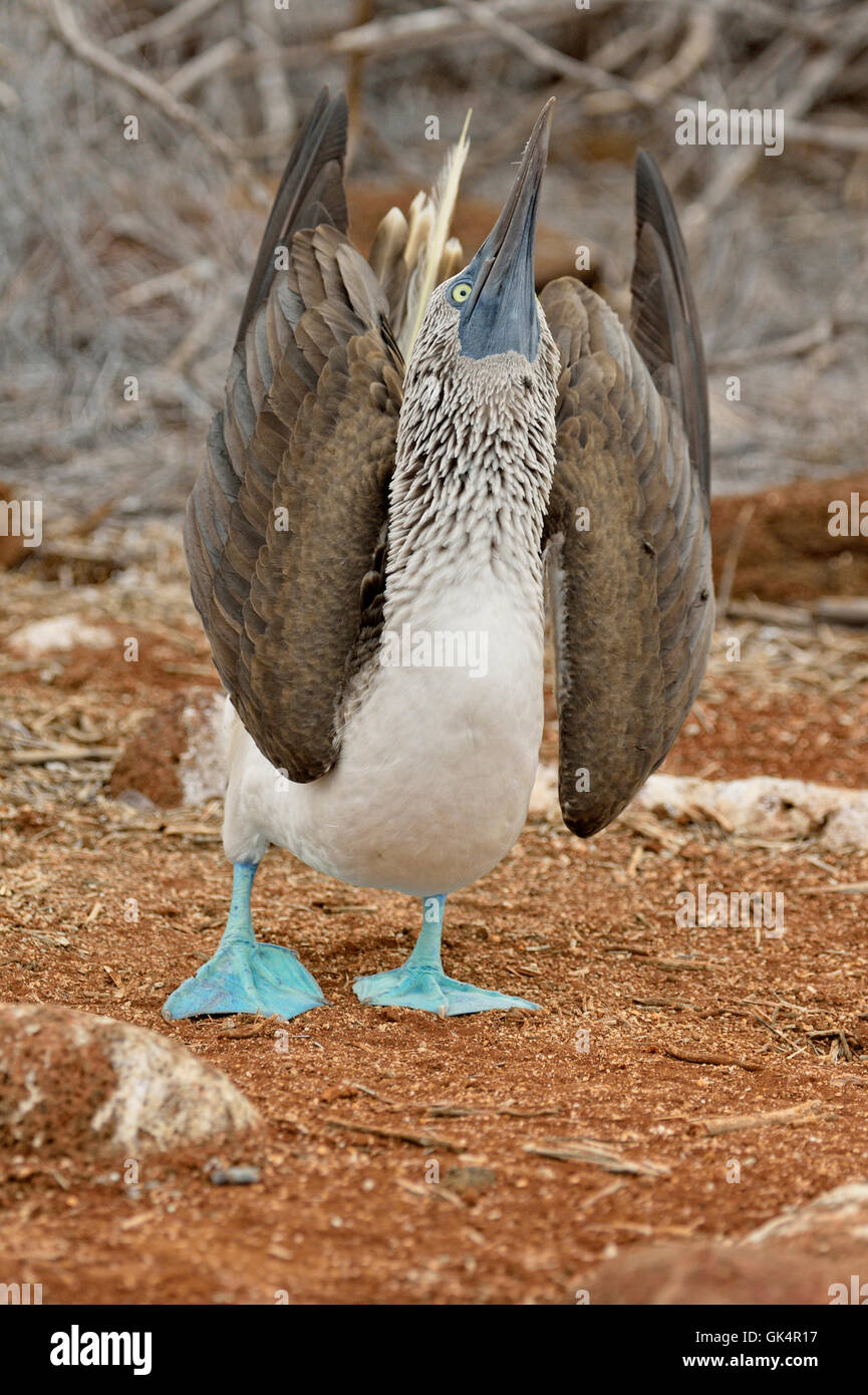 Blue-footed Booby (Sula nebouxii), Galapagos Islands National Park ...