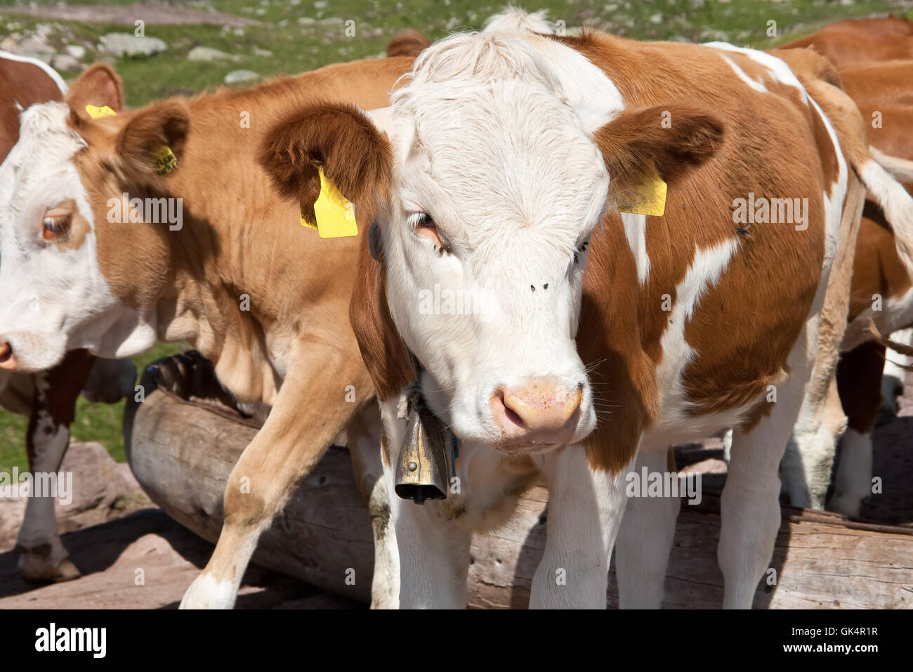 Alps animal hi-res stock photography and images - Alamy