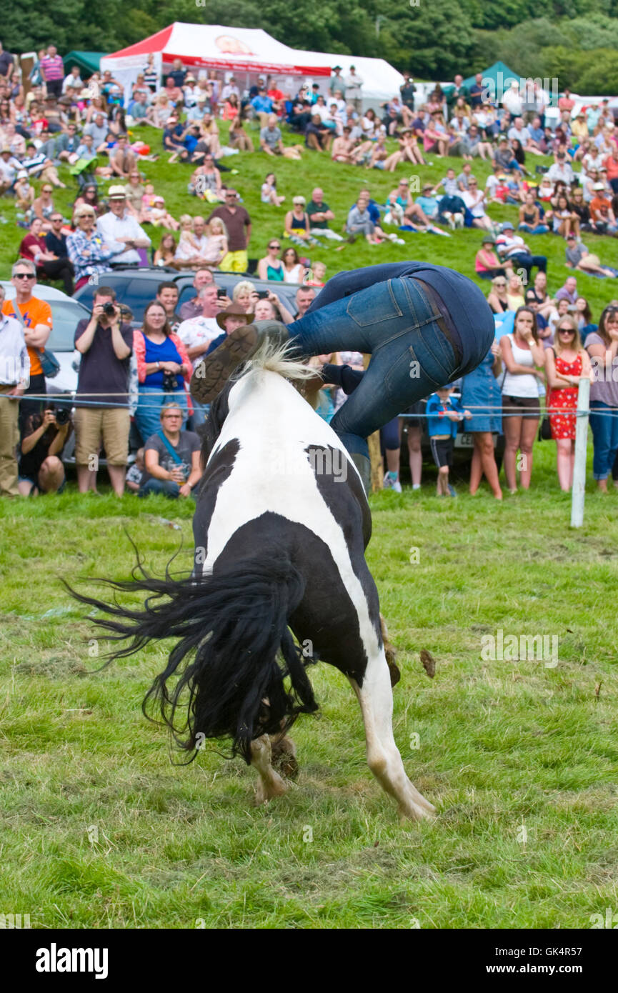 Horse Shows Uk High Resolution Stock Photography and Images - Alamy