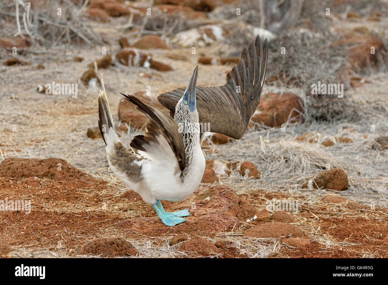 Blue-footed Booby (Sula nebouxii), Galapagos Islands National Park ...