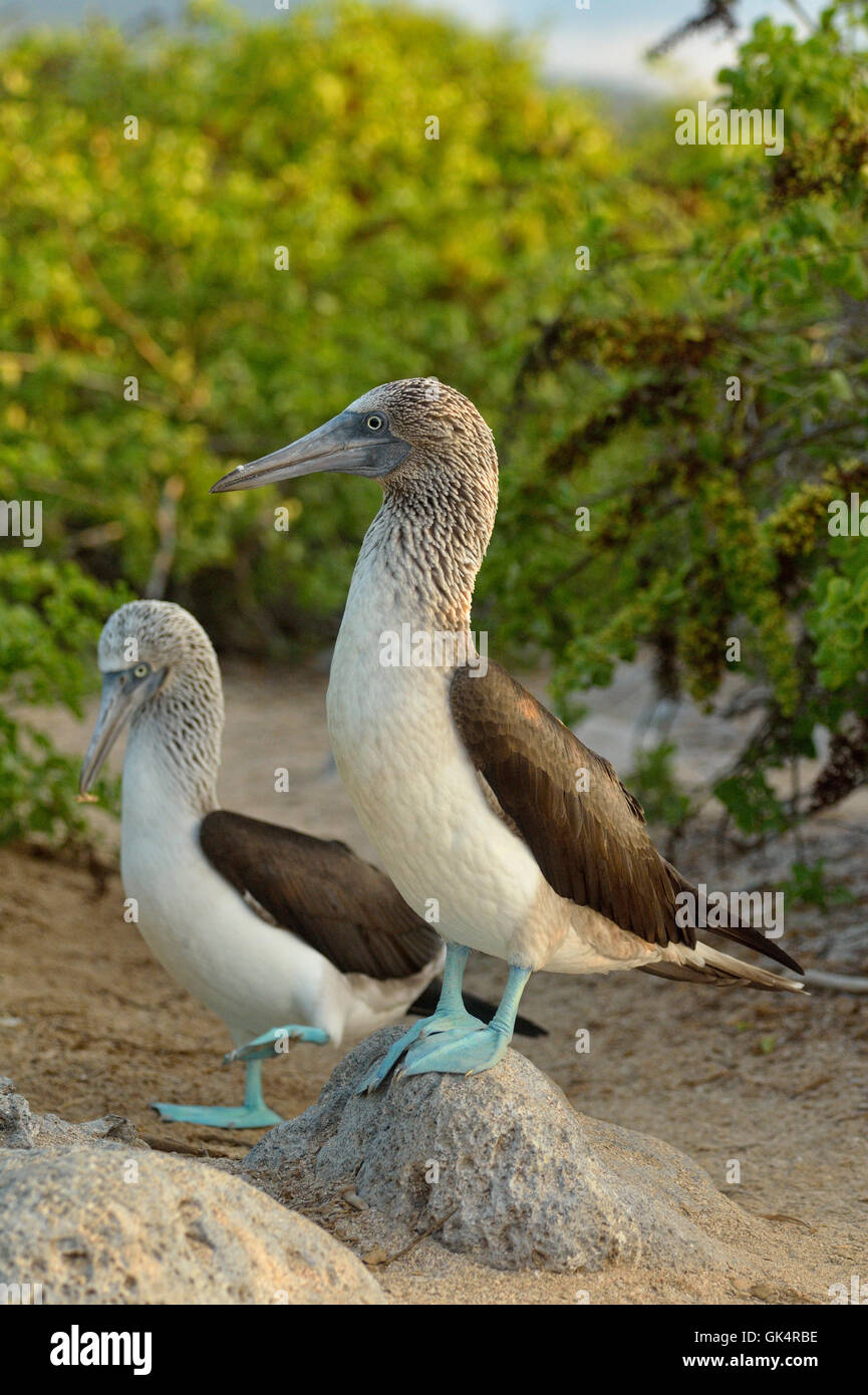Blue-footed Booby (Sula nebouxii) Courtship ritual, courting, Galapagos ...