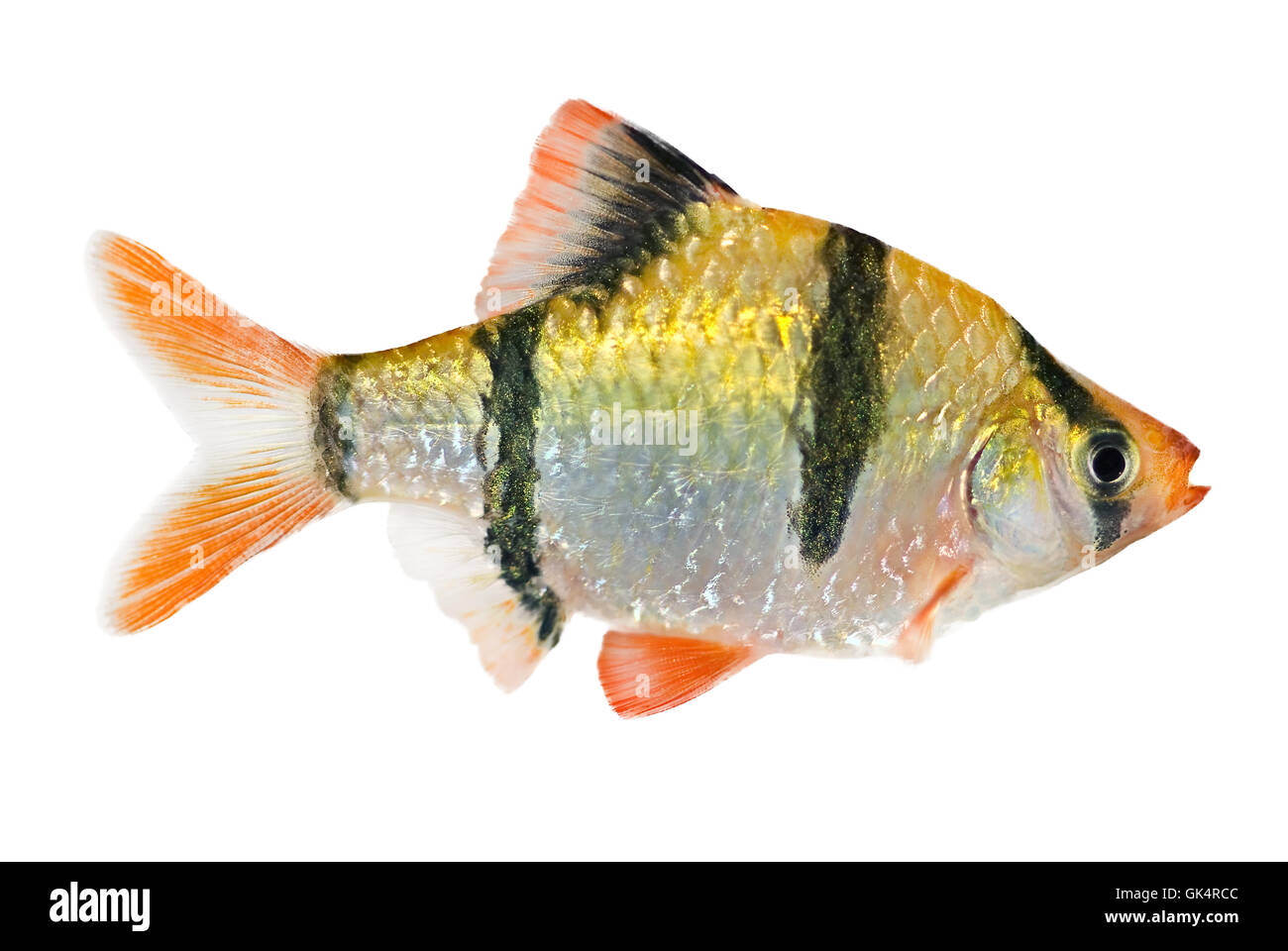 Puntius fish Cut Out Stock Images & Pictures - Alamy