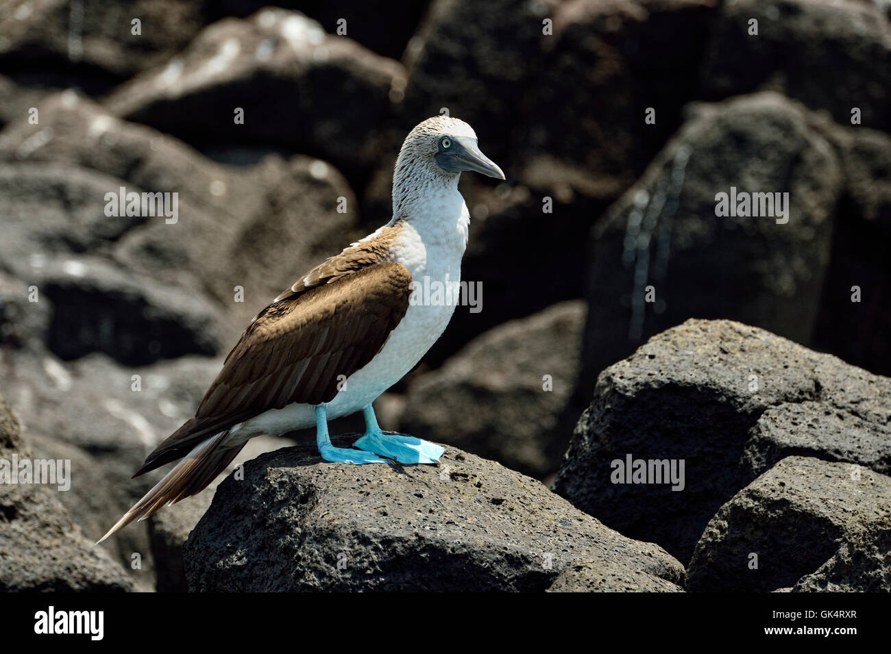 Blue-footed Booby (Sula nebouxii), Galapagos Islands National Park ...
