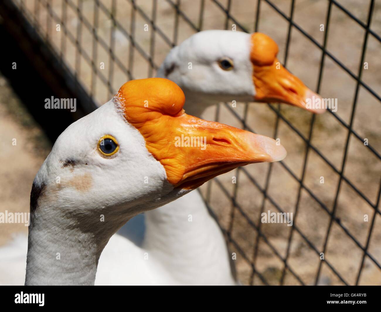 Geese - Duo Stock Photo - Alamy