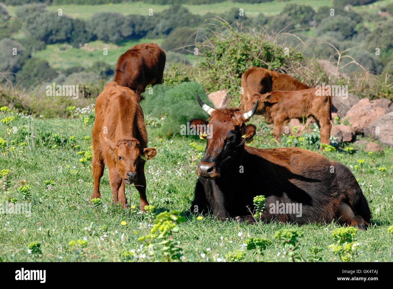 Cow and calf of red ox eating in the Sardinian landscape Stock Photo ...