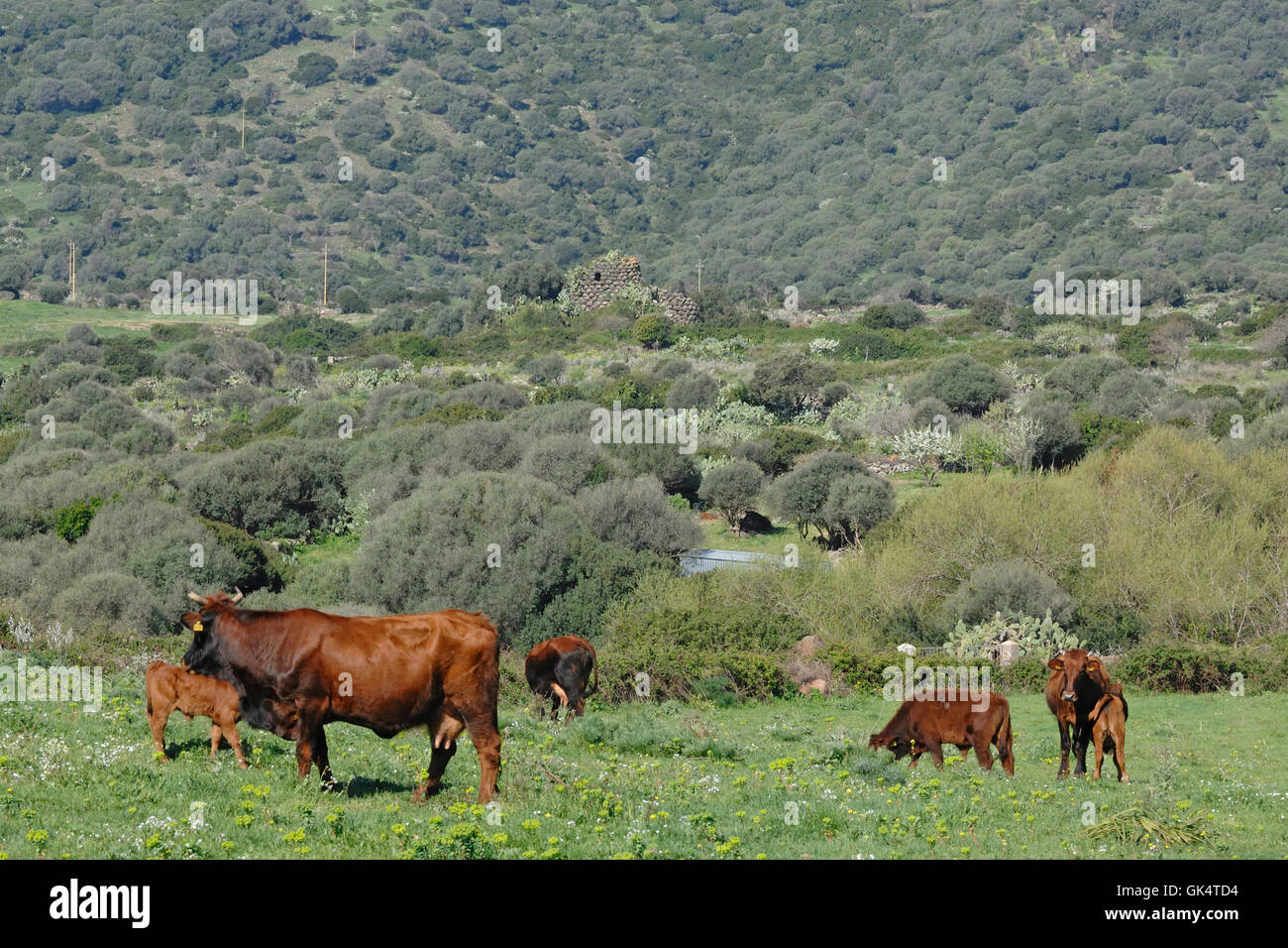 Cow and calf of red ox eating in the Sardinian landscape Stock Photo ...
