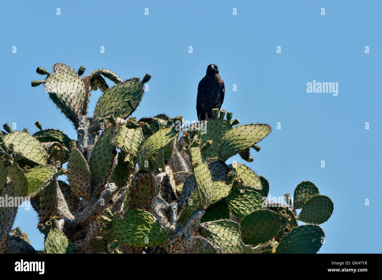 Galapagos Hawk (Buteo galapagoensis), Galapagos Islands National Park ...