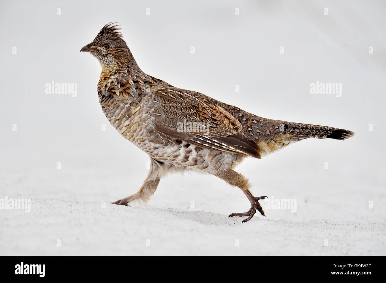 Ruffed grouse (Bonasa umbellus), Greater Sudbury, Ontario, Canada Stock ...