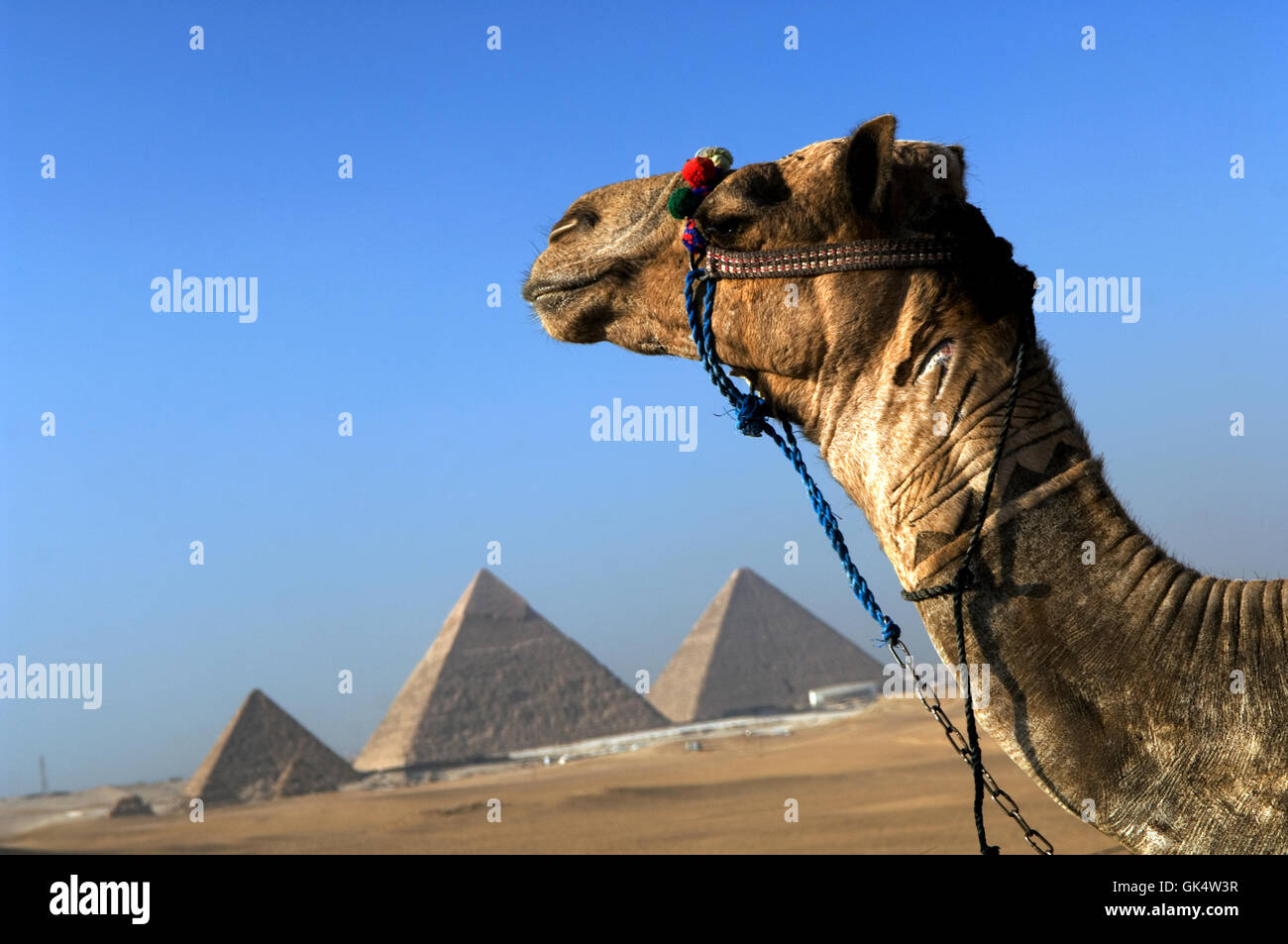 Pyramids of Giza, Giza, Egypt --- Camel near Pyramids of Giza --- Image ...