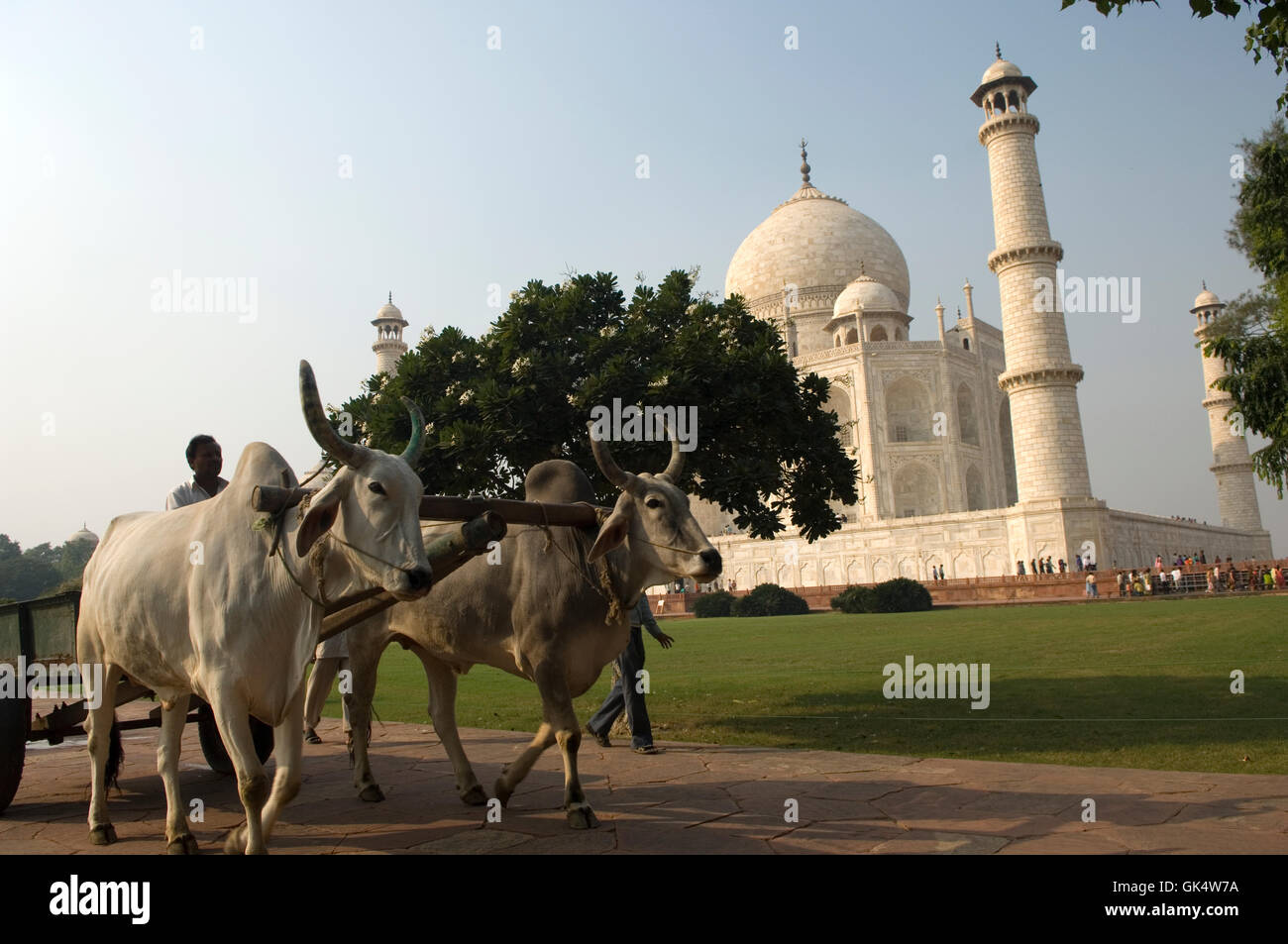 Agra, North-Central India, India --- Cattle pulling cart next to Taj ...