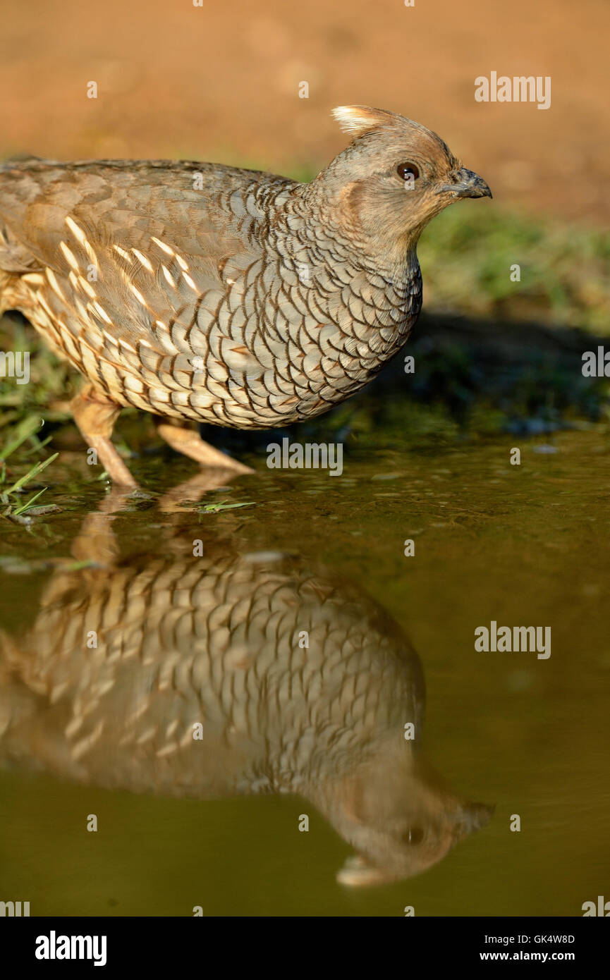 Scaled quail (Callipepla squamata), Rio Grande City, Texas, USA Stock ...