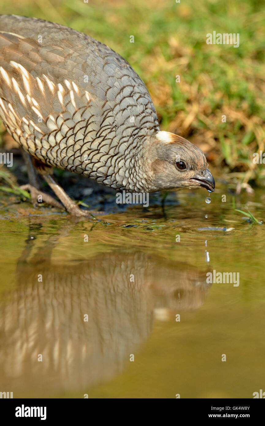 Scaled quail (Callipepla squamata), Rio Grande City, Texas, USA Stock ...