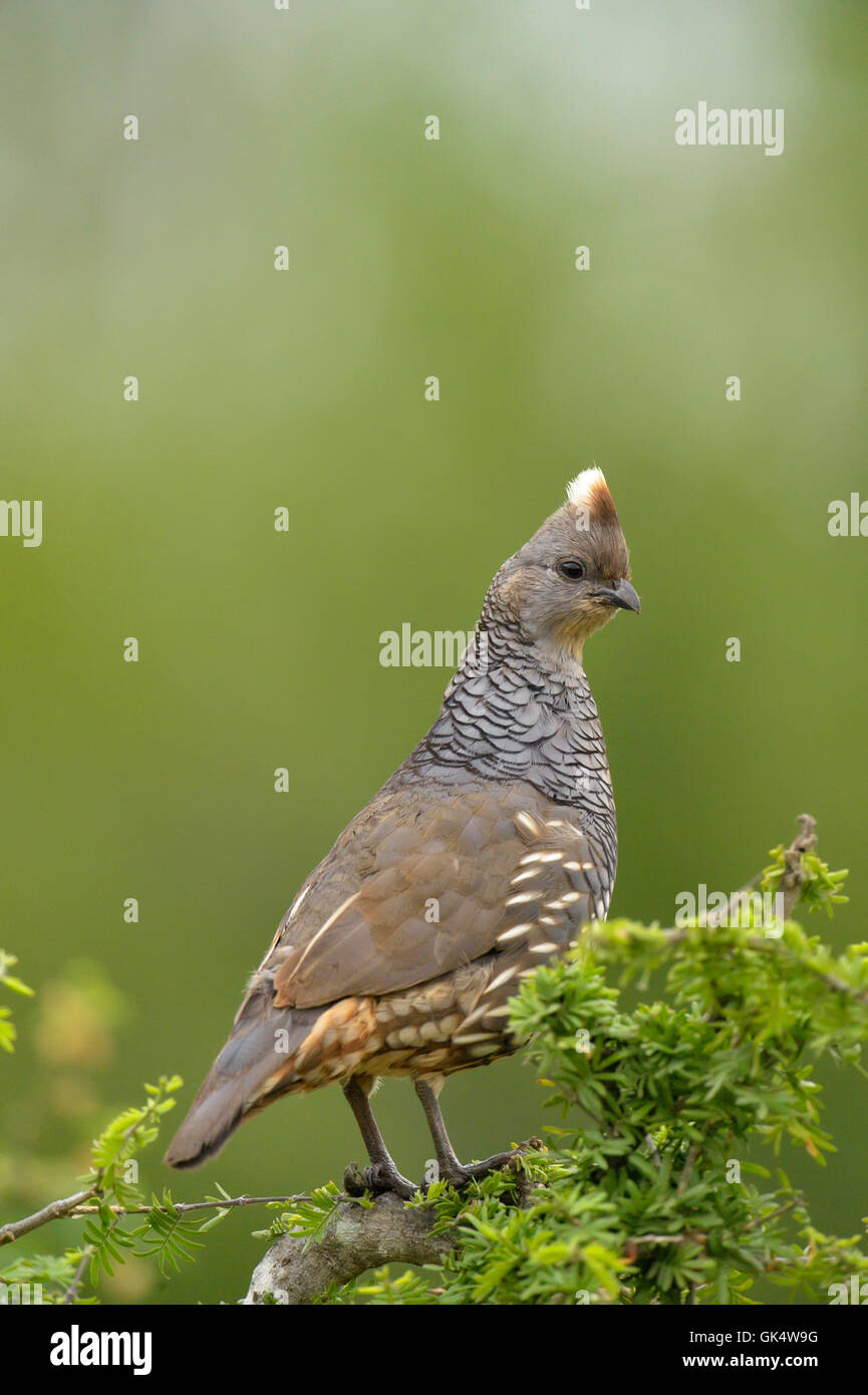 Scaled quail (Callipepla squamata), Rio Grande City, Texas, USA Stock ...