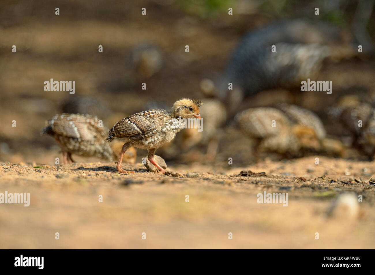 Blue scaled quail bird hi-res stock photography and images - Alamy