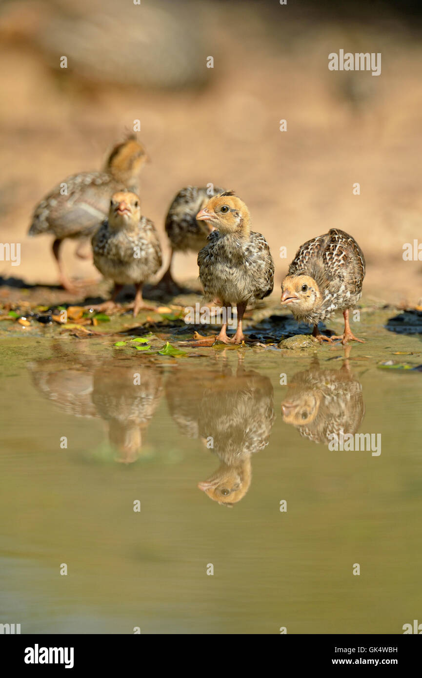 Quail chicks hi-res stock photography and images - Alamy