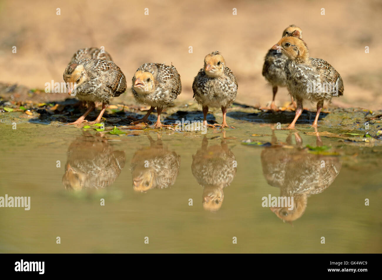 Scaled quail (Callipepla squamata) Chicks, Rio Grande City, Texas, USA ...