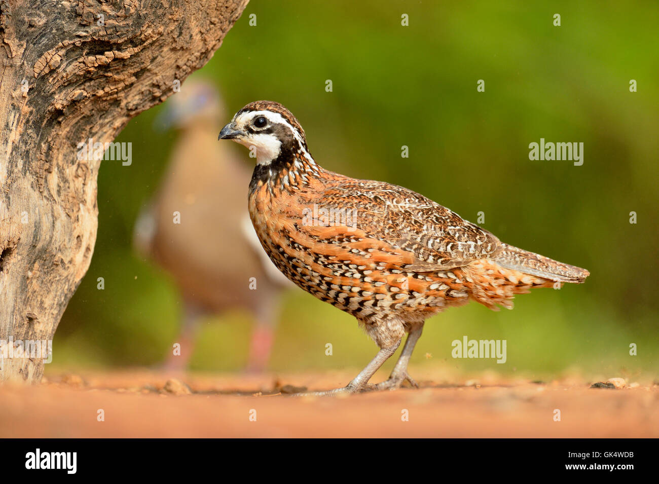 Bobwhite Quail (Colinus virginianus), Rio Grande City, Texas, USA Stock ...