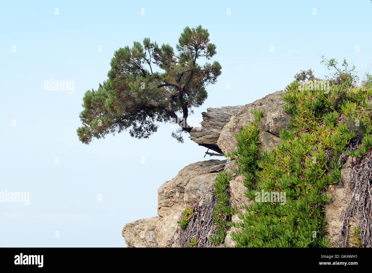 Rock pine tree hi-res stock photography and images - Alamy